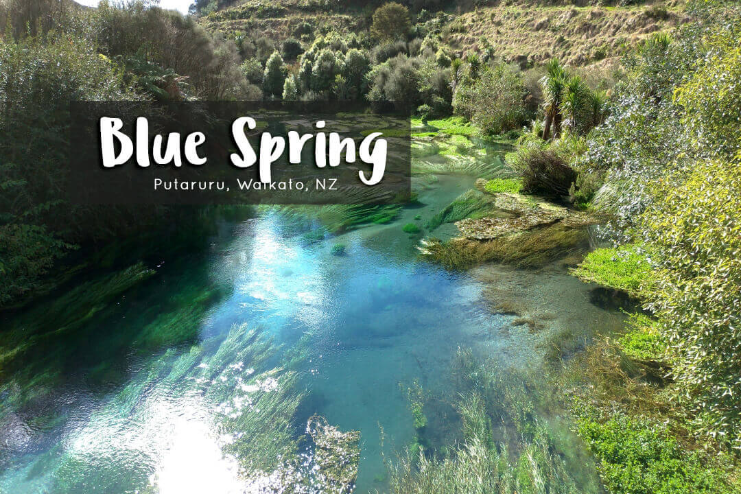 NZ Road Trip: Blue Spring Putaruru, Ternyata Masih Ada Sungai Sejernih Ini di Bumi